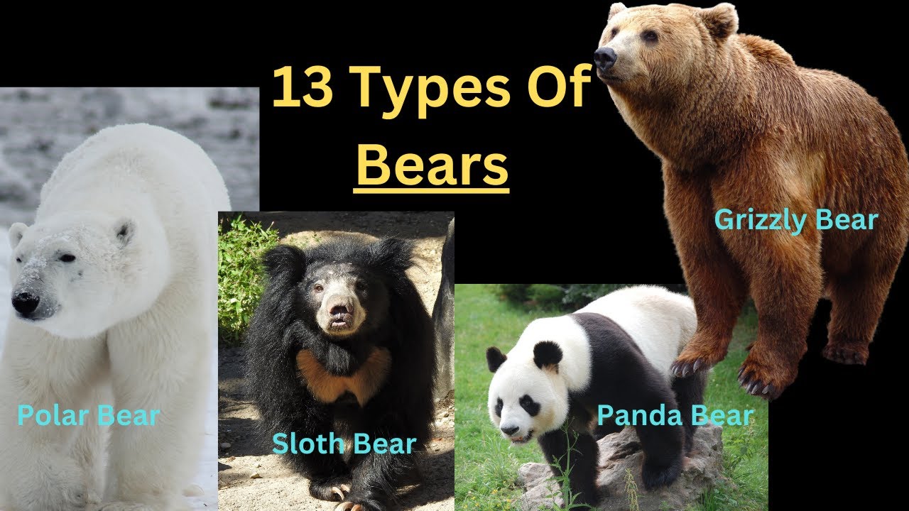13 Types of Bears (with identification Tips) | Ursology (Study of Bears ...