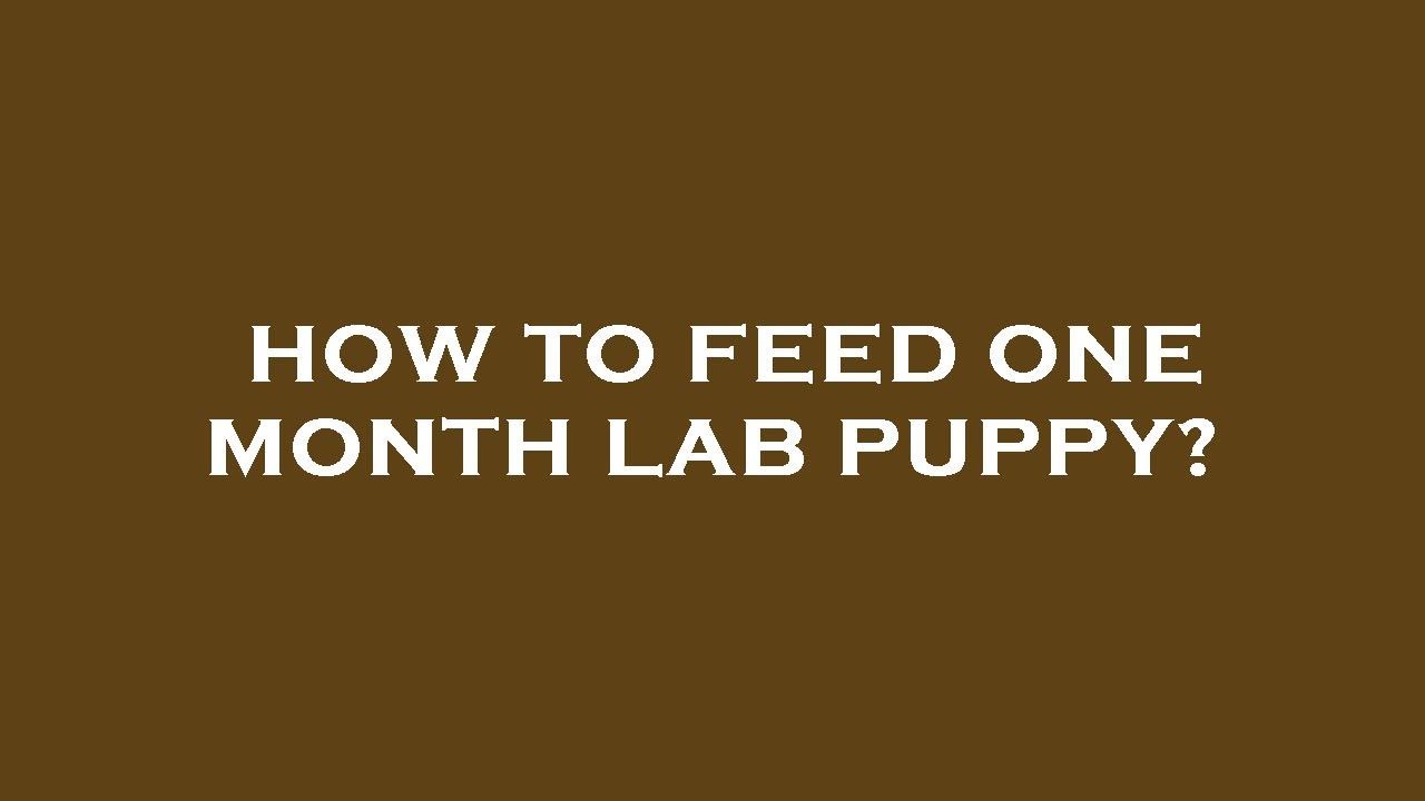 How to feed one month lab puppy? - YouTube
