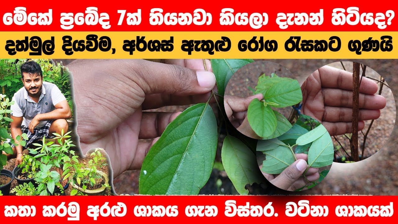 අර්ශස්, දත්මුල් දියවීම ඇතුළු රෝග රැසකට ගුණ දෙන, ප්‍රබේද 7ක් තියෙන 30m ...