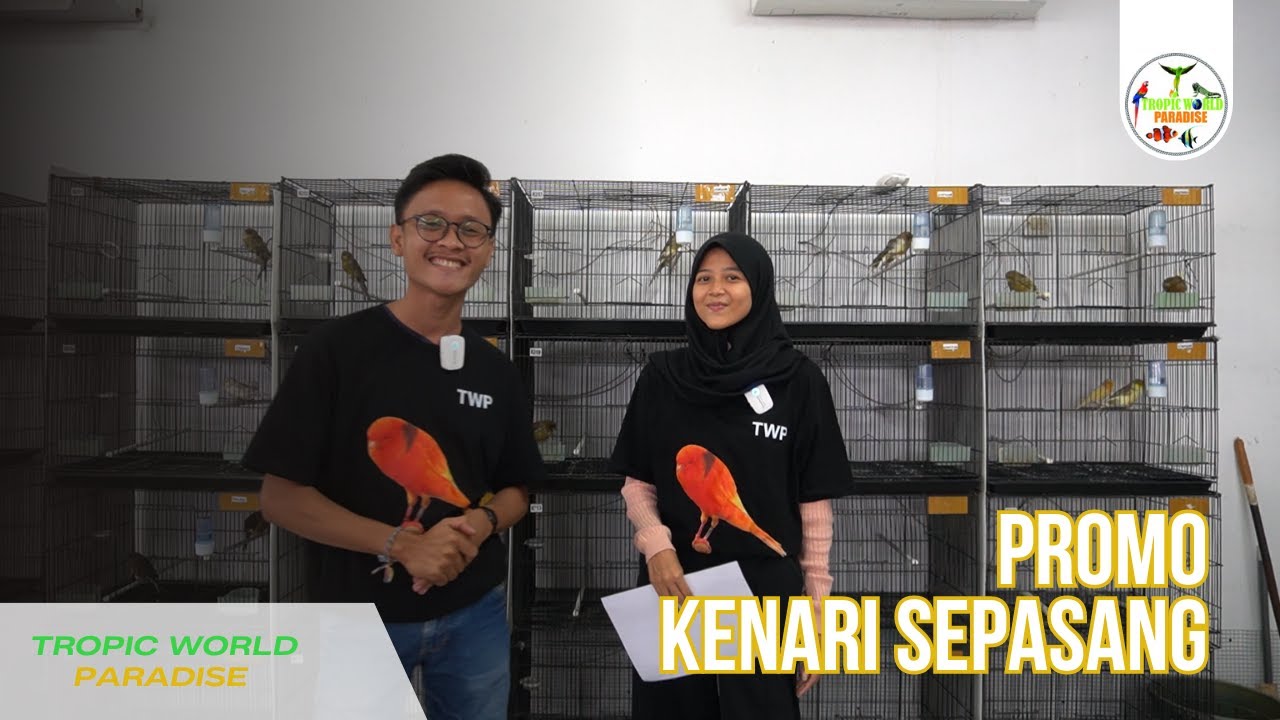 PROMO KENARI SEPASANG - YouTube