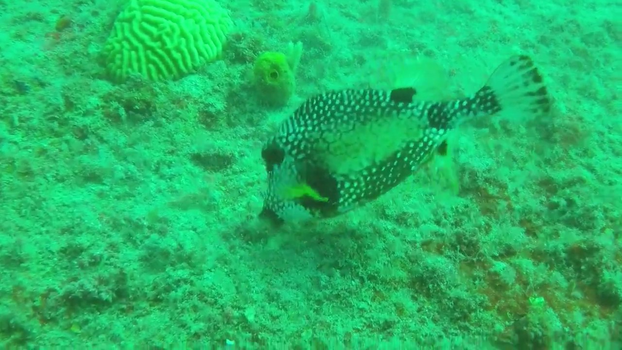 Box Fish - BVI Blue Water Divers - YouTube