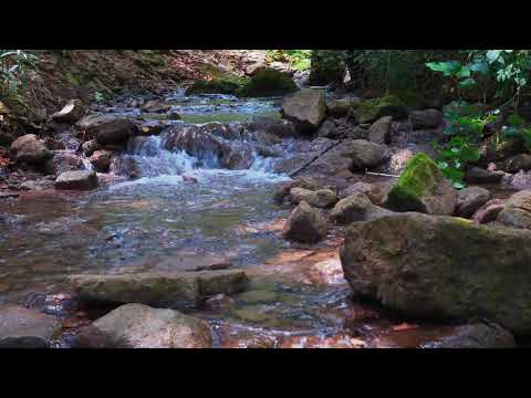 Here in Nature | An hour of a live stream - YouTube