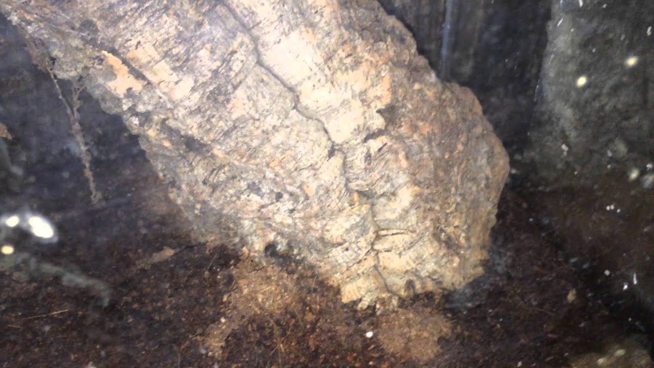 Poecilotheria vittata formally P pederseni Slings Have Molted - YouTube