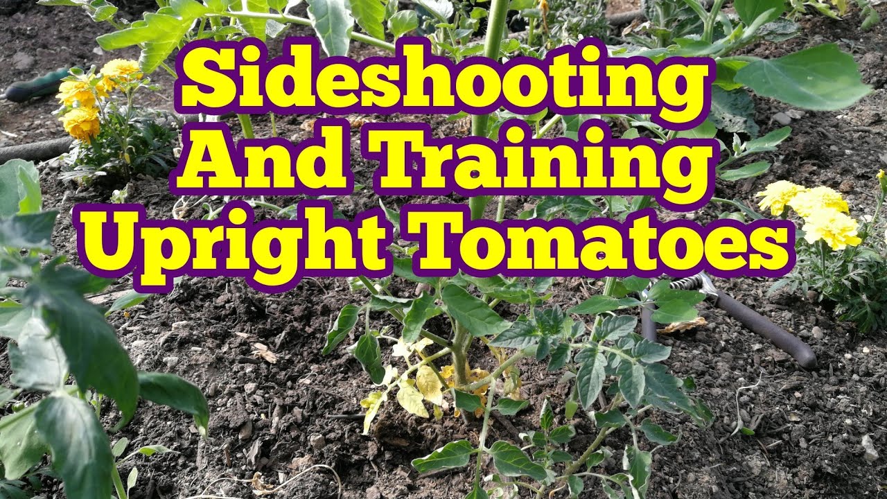 Tomato Side Shooting: How To Do It To Create Upright Cordon Plants ...