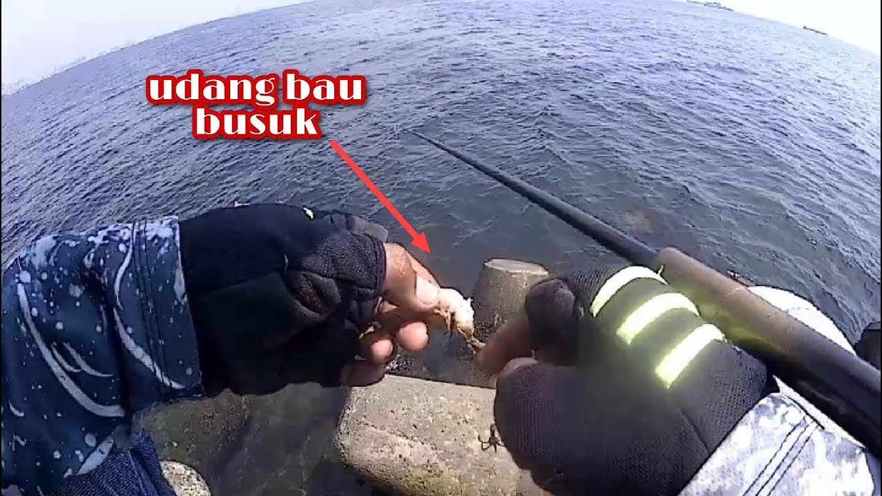 mendapat ikan enak !! hanya pakai umpan udang busuk ‼️ dam ijo - YouTube