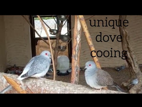 Diamond dove cooing |call|sound.mourning dove call| cooing. - YouTube