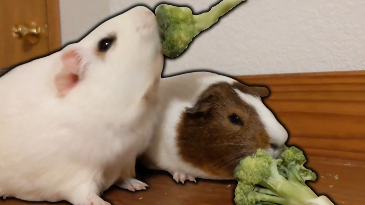 Guinea Pig Broccoli Memes Close Up Shot Of Guinea Pig Eating Fresh