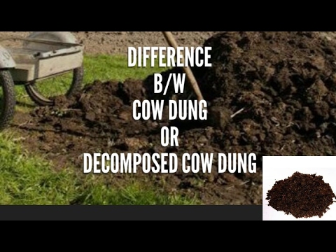 Difference between normal cow dung & Decomposed cow dung - YouTube