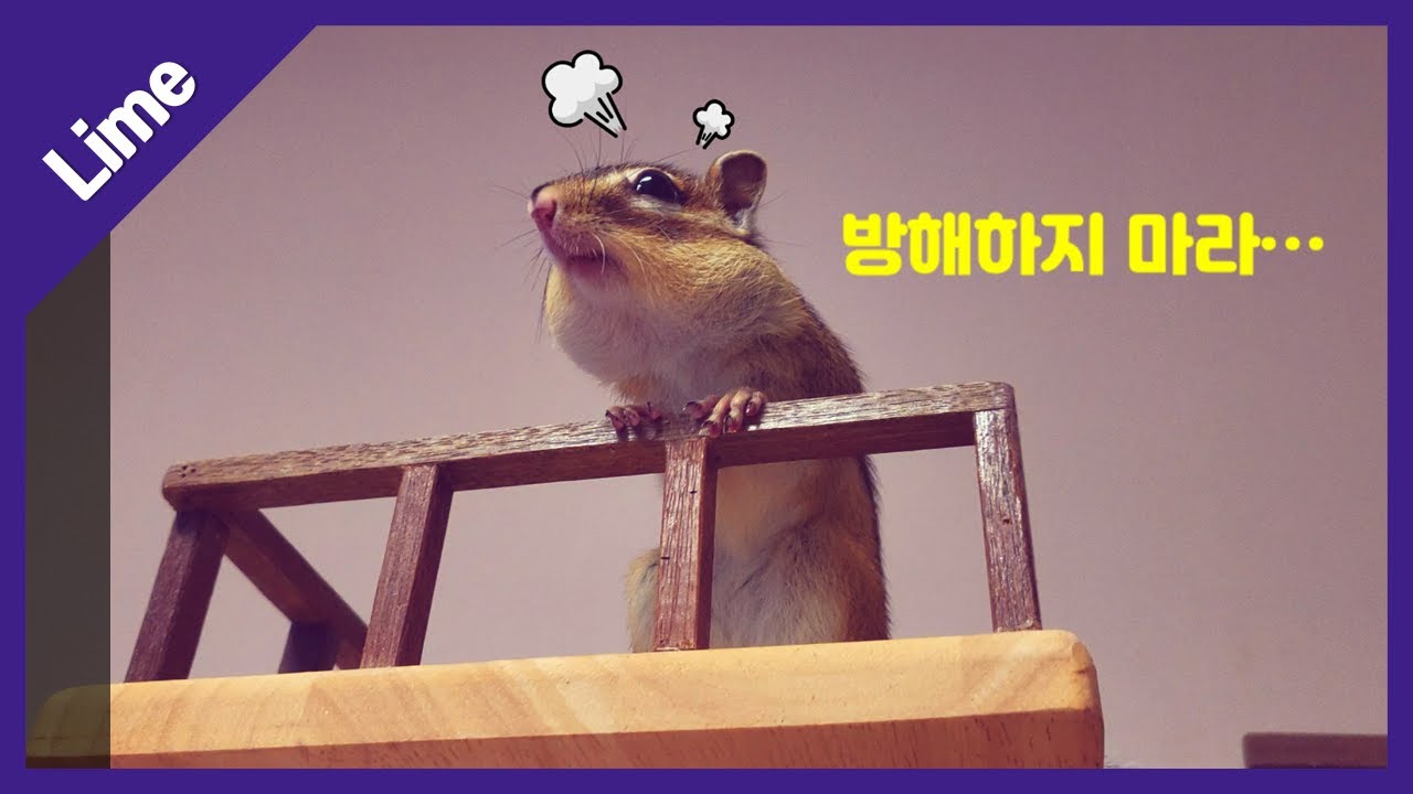 운동하는 다람쥐 방해하기 / Disturbing the exercising chipmunk - YouTube