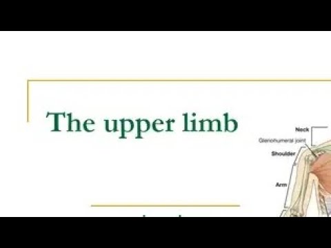 upper limb video 2# flexor ratinaculm &extensor retinaculum by ...