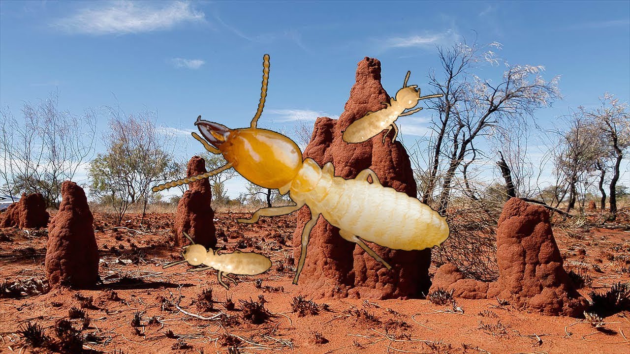 Wat zijn Termieten? - Uitgebreide informatievideo - YouTube