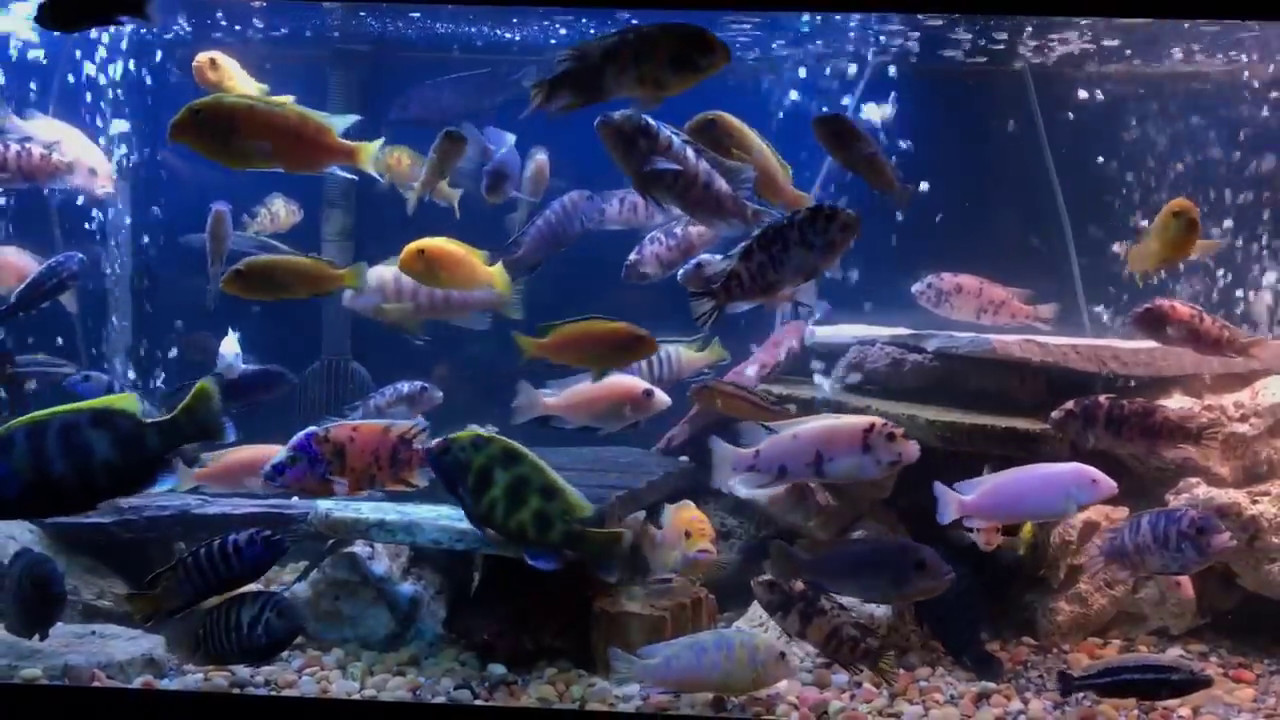 125 Gallon 6Ft Long Fish Tank Aquarium Update Video - YouTube