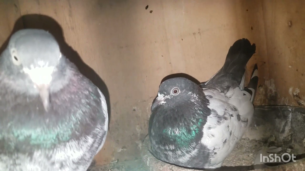 high fly pigeon setup - YouTube