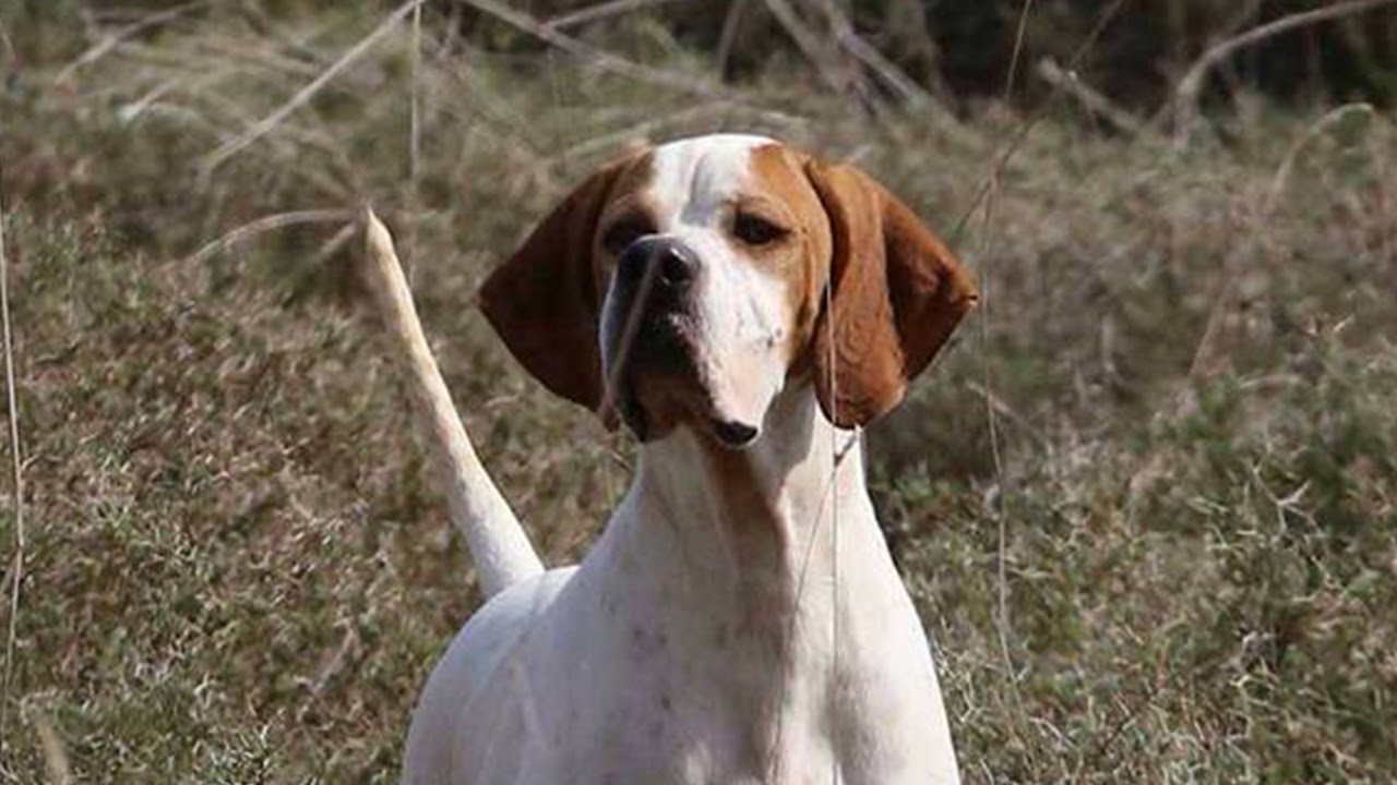 Pointer dog: Iris des Gorges du Regalon - YouTube