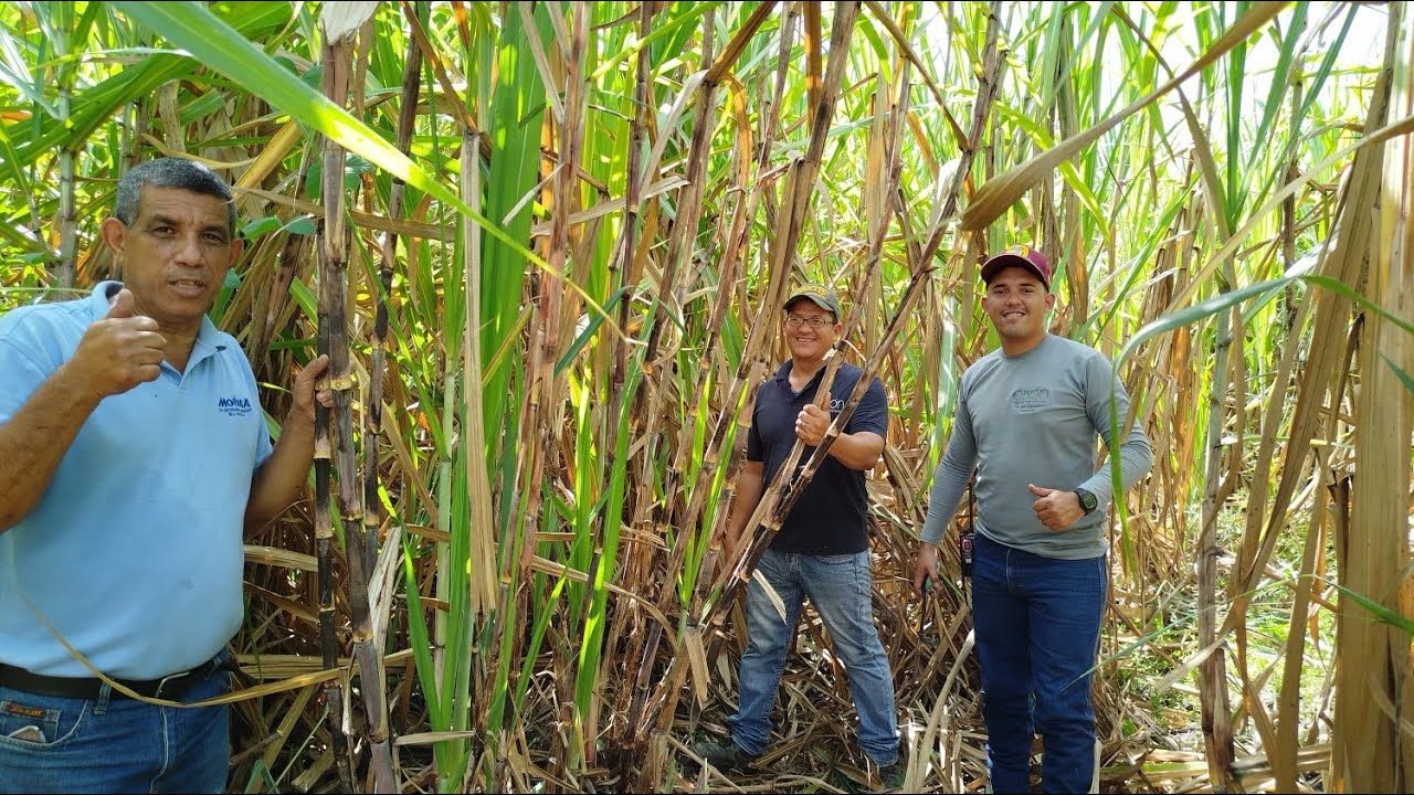 Evaluación de Daños por Candelilla o Salivazo en Caña de Azucar - YouTube
