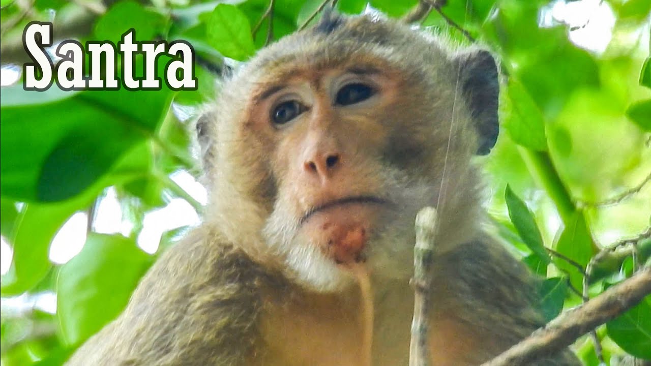 Santra update today: He is being on the tree branch for his relaxing in ...