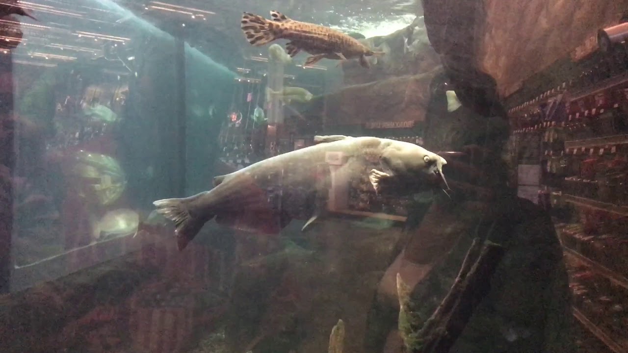 Bass pro shops fish tank - YouTube