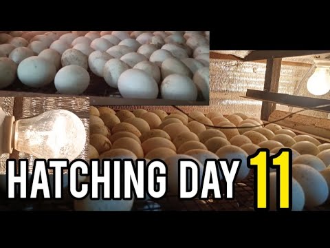 DUCK EGG INCUBATION HATCHING TUTORIAL PROGRAM DAY 11 - YouTube