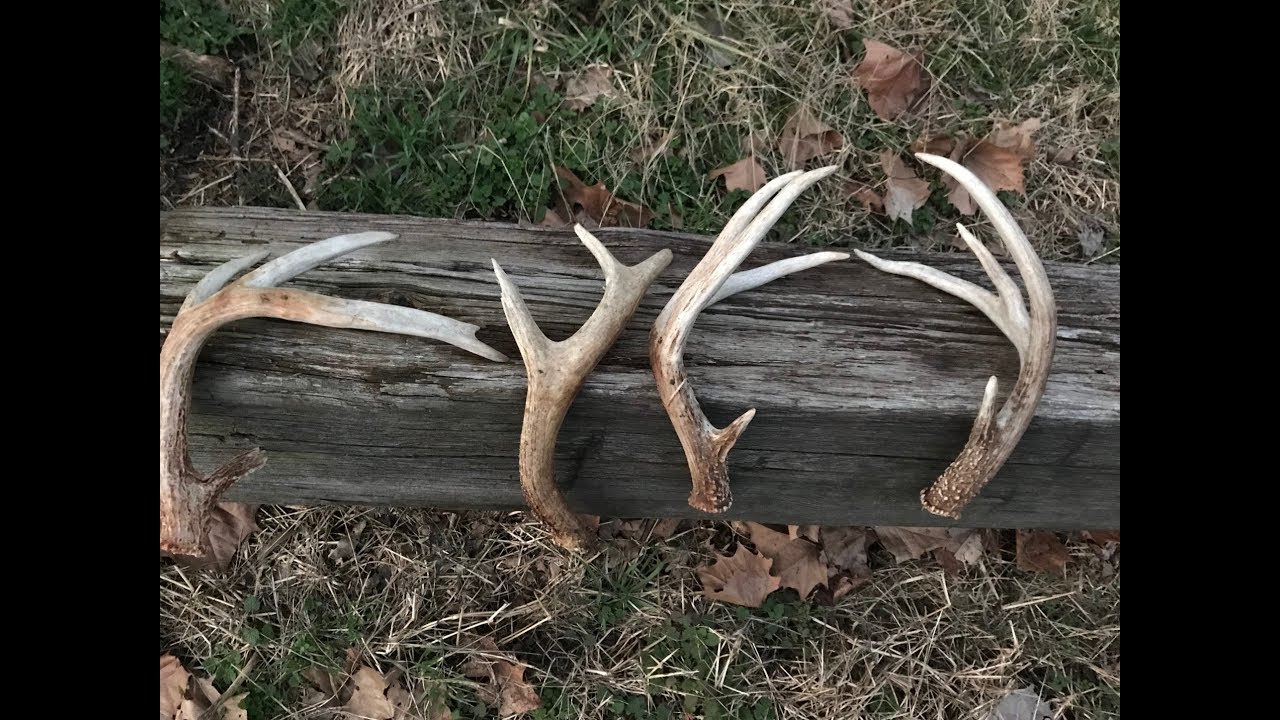 Deer Hunter Q A Why Do Bucks Lose Their Antlers 6QA GrowingDeer Deer Hunter Q A Why Do Bucks Lose Their Antlers 6QA GrowingDeer