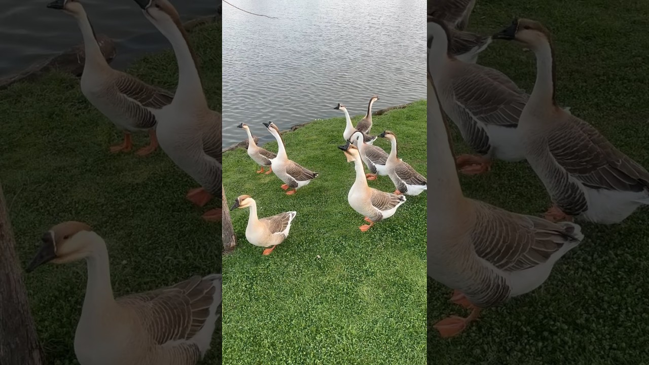 The flock of goose quack very loudly 😂😂 #bunsworld #cute #animals # ...