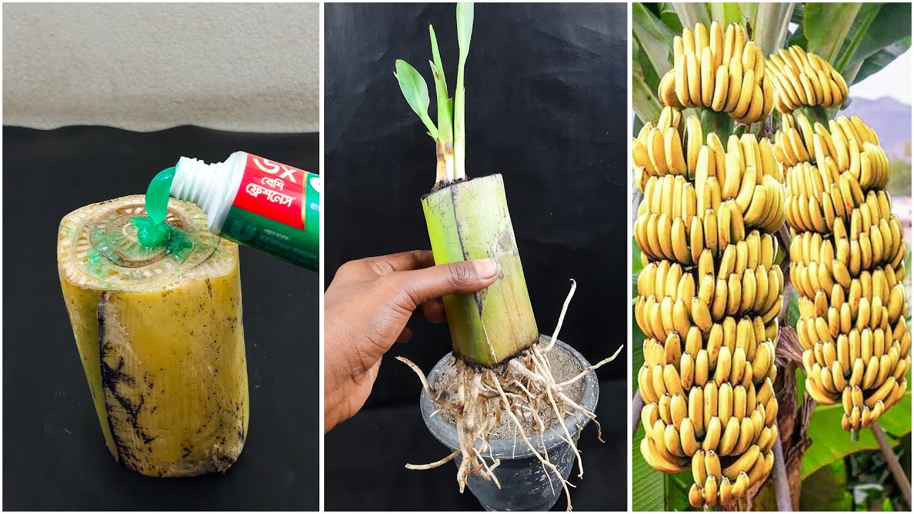 How to grow banana plant at home from cuttings || Best & easy method ...