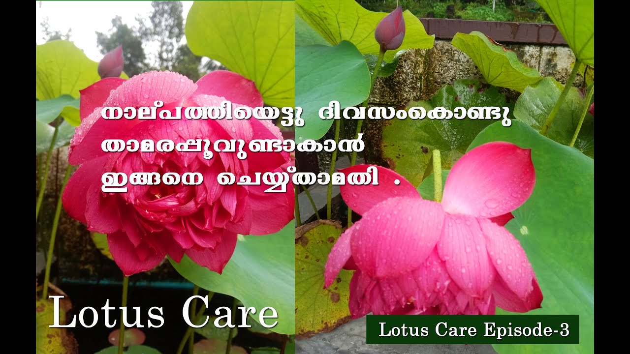 Lotus care Episode 3 - YouTube