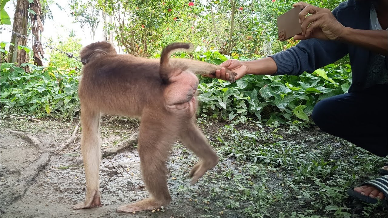 It is still a mystery why female monkeys harvest coconuts faster than males - YouTube