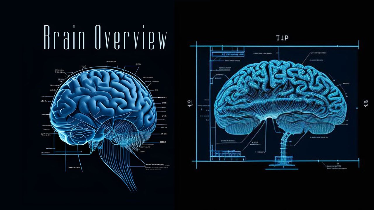 Building Bridges in the Brain, Human brain diagram, human brain ...