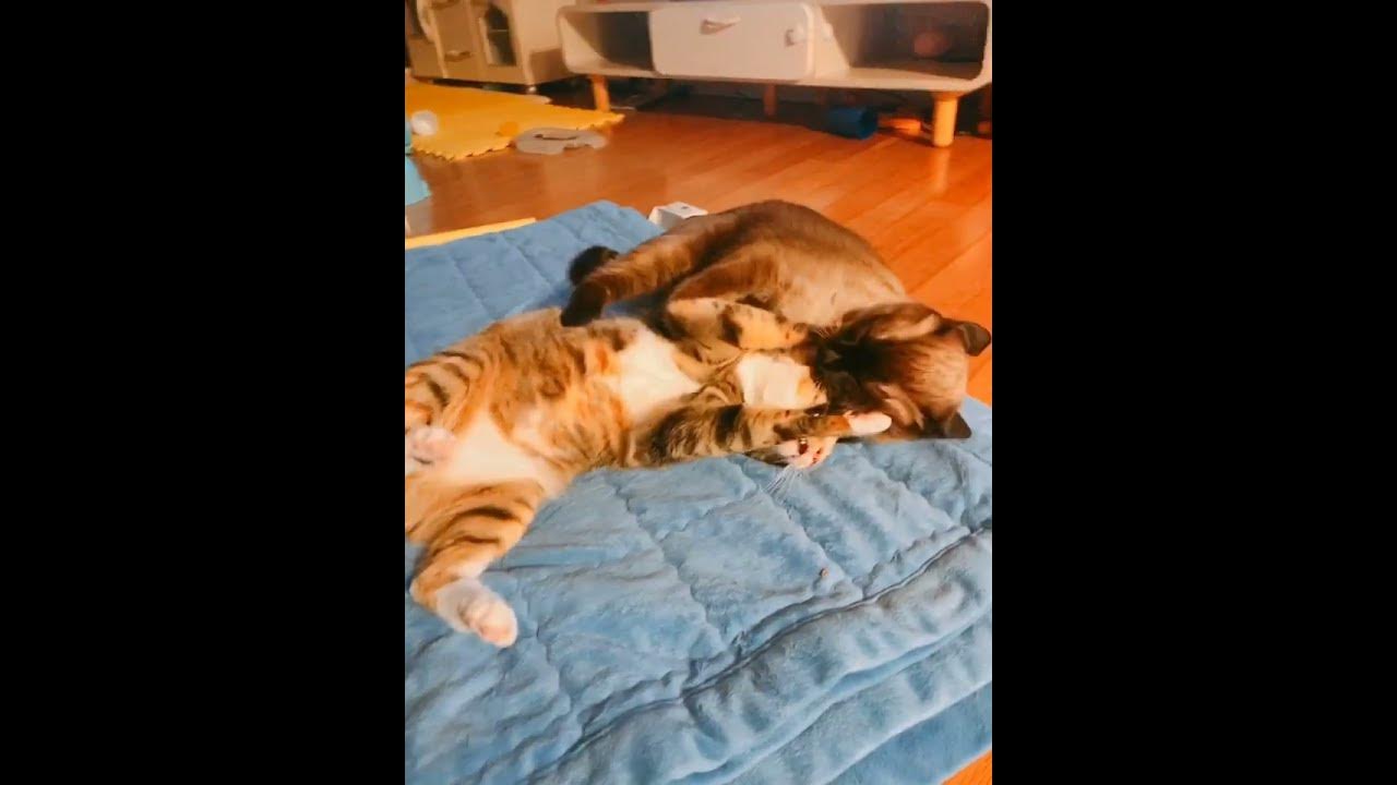 동생 괴롭히는 오빠 고양이 Youtube