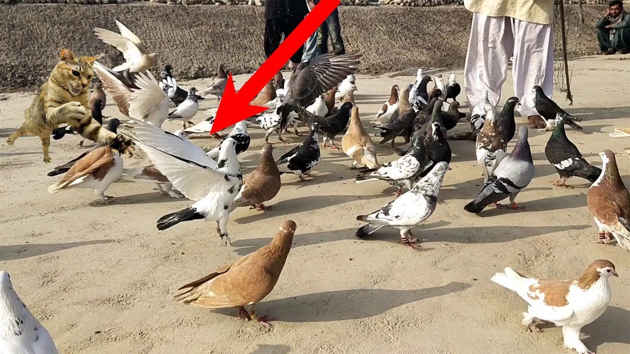 Kabooter Bazi Ka Match | Lovely Pigeon Catch & Trained Kabuter Ki ...