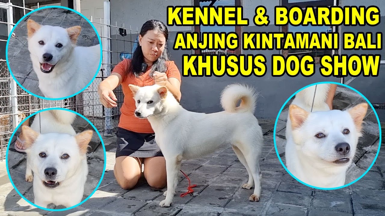 Pelatihan Khusus Anjing Kintamani Bali Show - Windsor Kintamani - YouTube