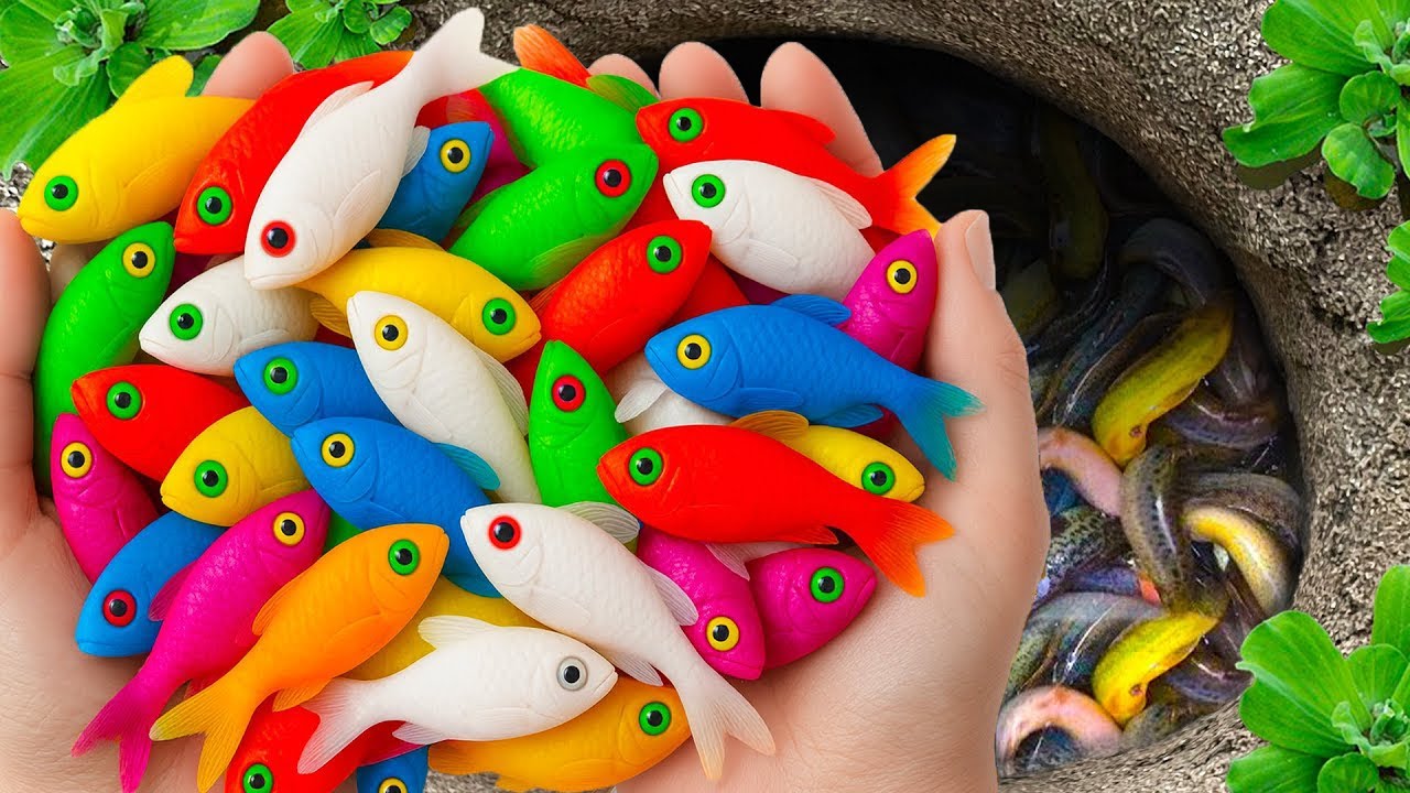 Catch Beautiful Freshwater Aquarium Fish in Flood Fields After Storm ...
