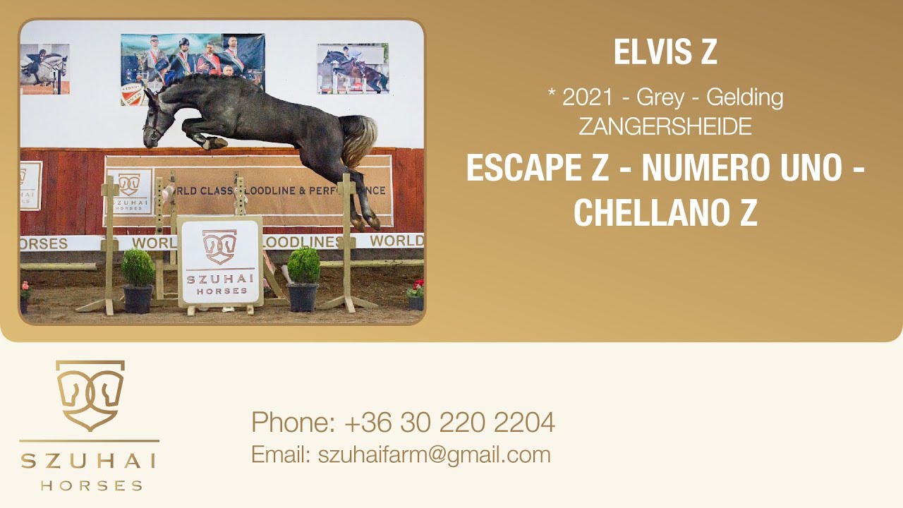 ESCAPE Z x NUMERO UNO x CHELLANO Z 2021 GELDING HORSE FOR SALE - YouTube