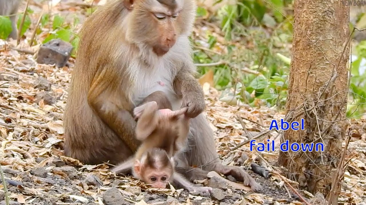 Pink baby monkey Abel fail down while jumping - Baby monkey Abel body ...