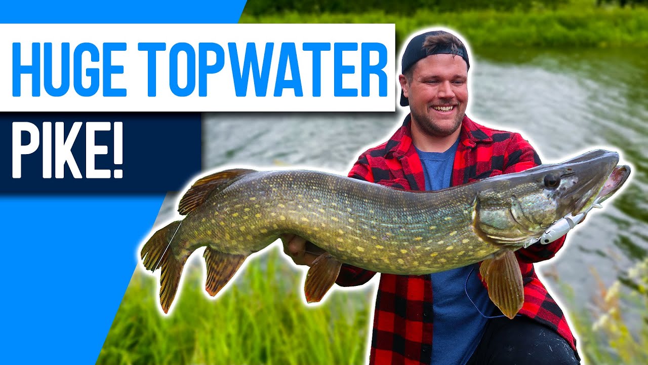 HUGE PIKE On a TOPWATER Lure!! Headbanger lures Spitfire - YouTube