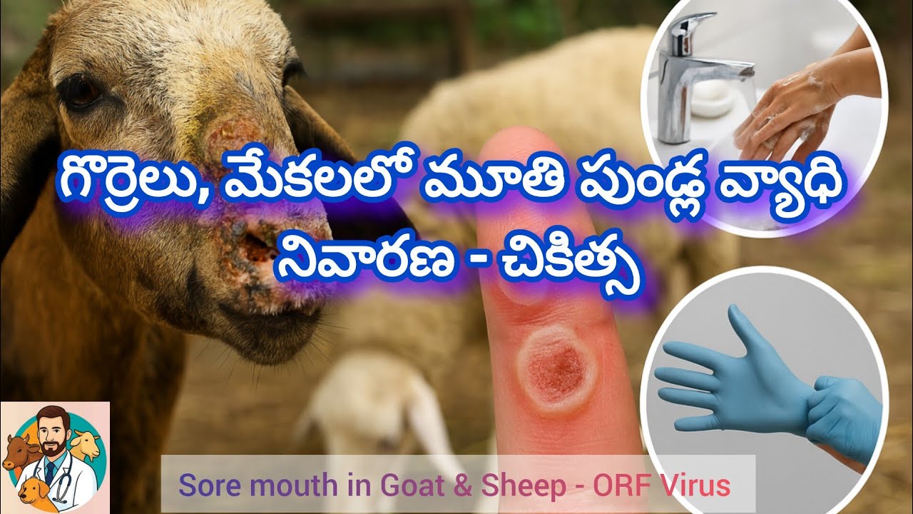 మూతి పుండ్ల వ్యాధి || Sore mouth disease in Goats & Sheep – Prevention ...