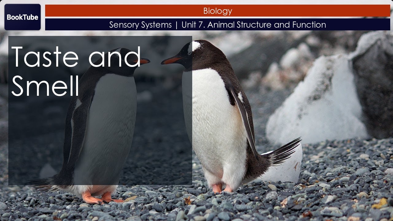 Taste and Smell | Sensory Systems | Unit 7. Animal Structure and ...