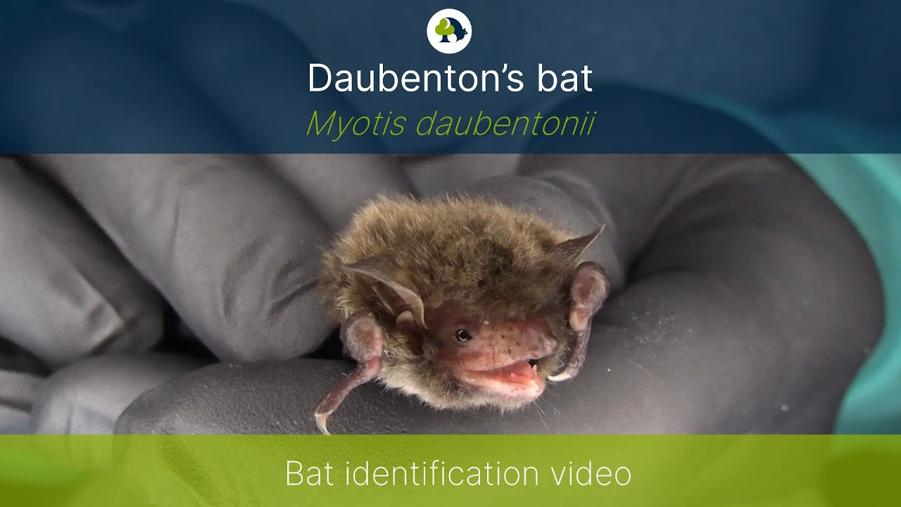Daubenton’s bat (Myotis daubentonii) identification training video ...