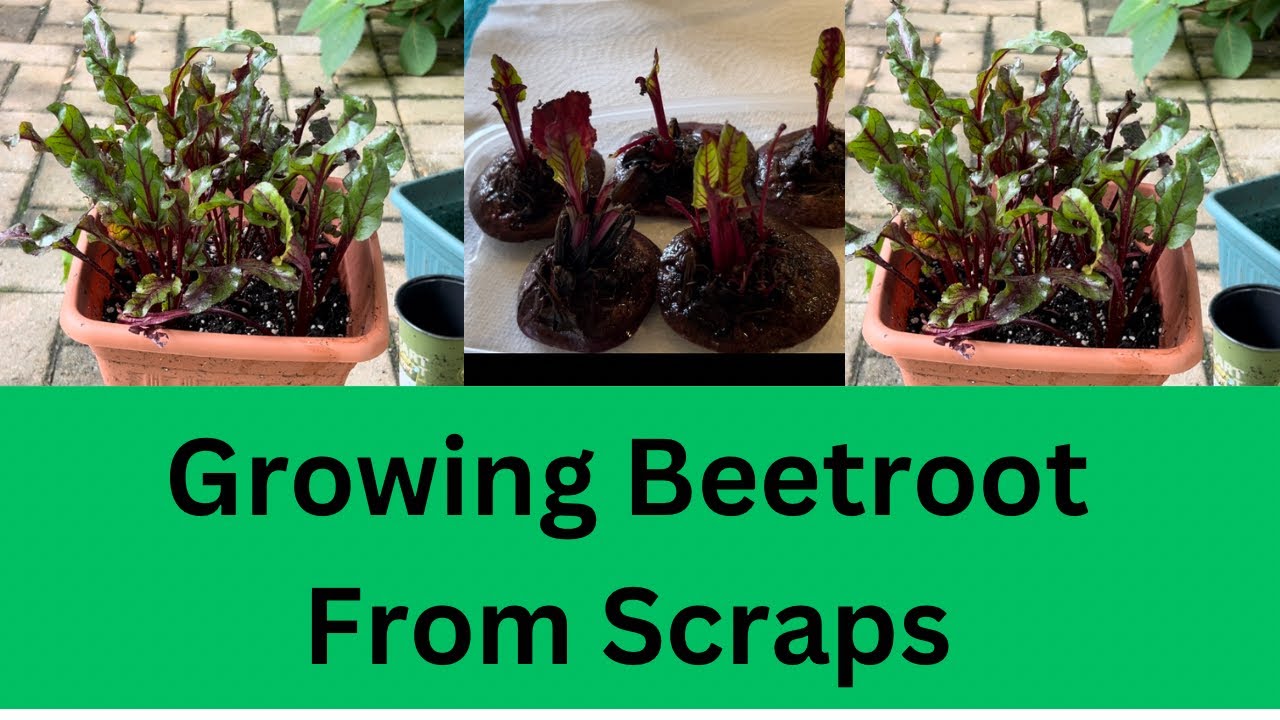 How to Grow Beetroot From Scraps | Grow Beetroot From Kitchen Scraps ...