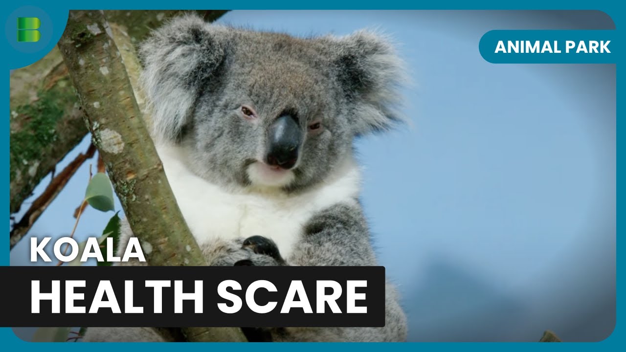 Koalas’ Battle for Survival - Animal Park - Documentary - YouTube