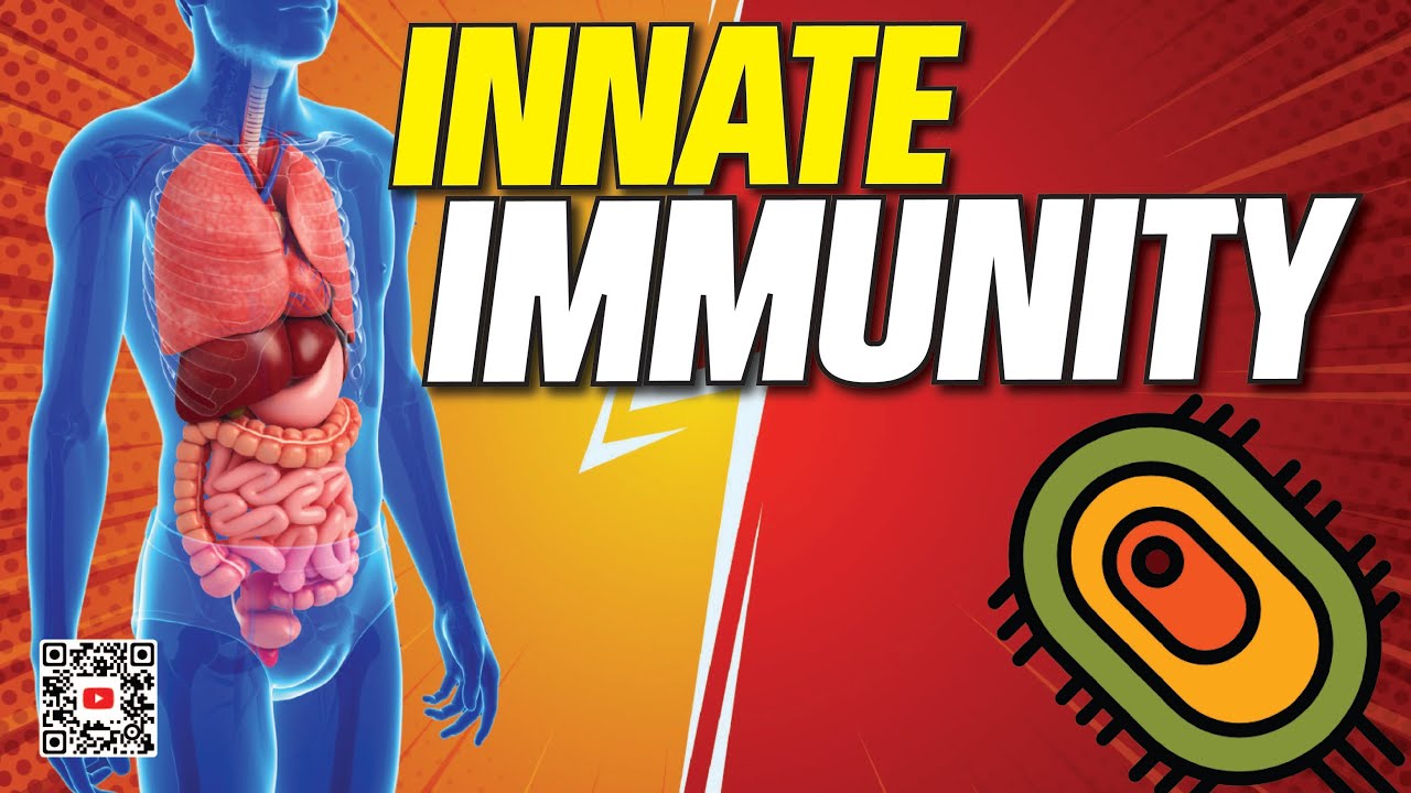 Mechanism of Innate Immunity in Microbiology - YouTube