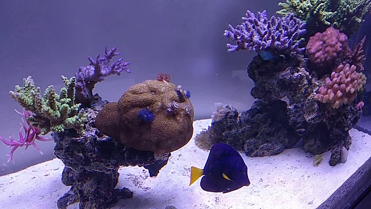 my lagoon reef aquarium after 5 months🐉 - YouTube