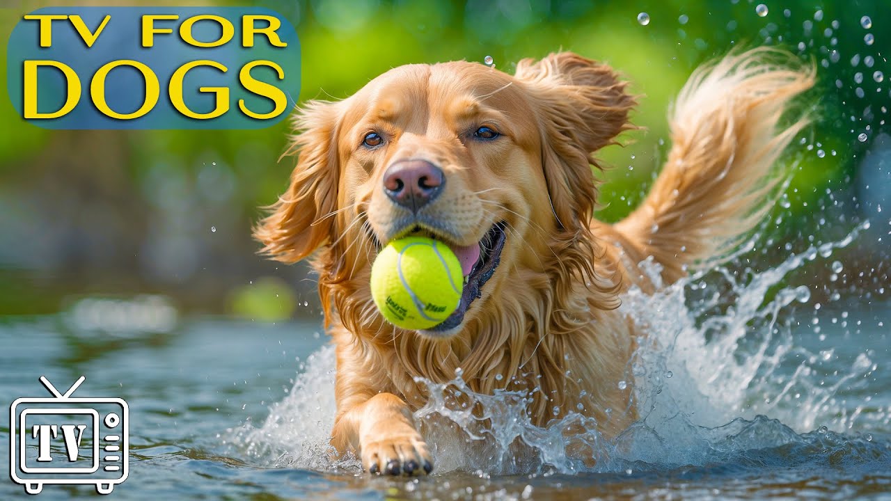 LIVE Dog TV: Best Fun & Relaxing TV for Dogs! Video Prevent Boredom ...