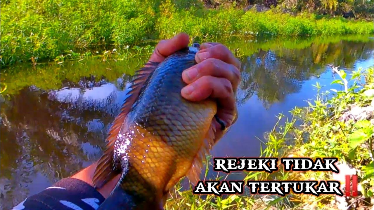 Air Surut Ikan Kumpul Semua Di Parit Ini Mancing Ikan Betok Besar Di