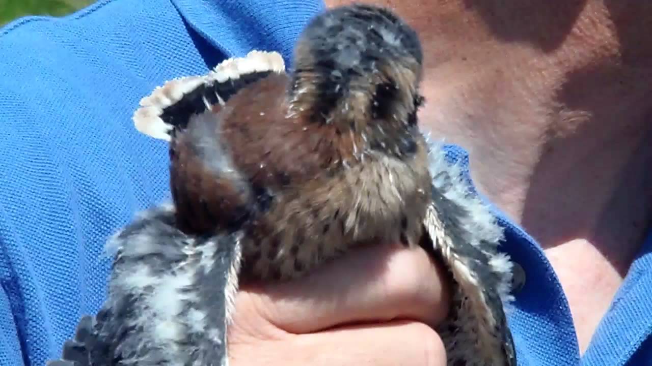 Bird Sounds Baby Kestrel - YouTube