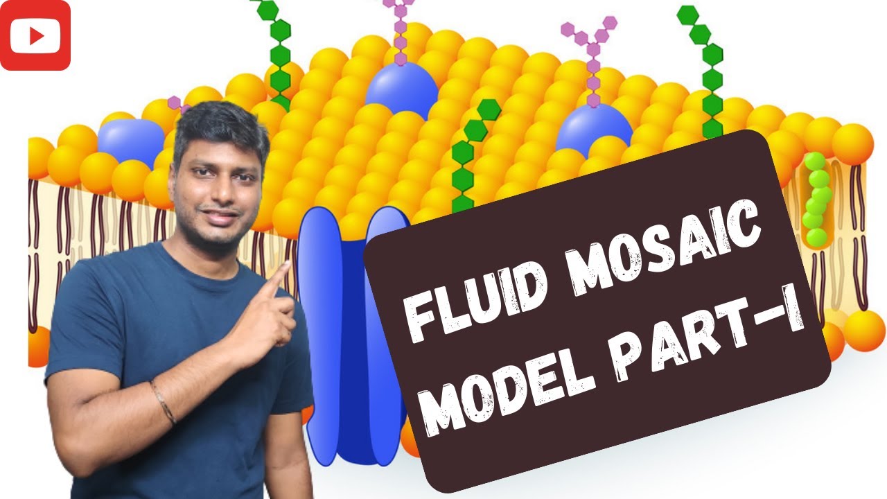 Fluid Mosaic Model Part - I l CSIR NET LIFE SCIENCE - YouTube