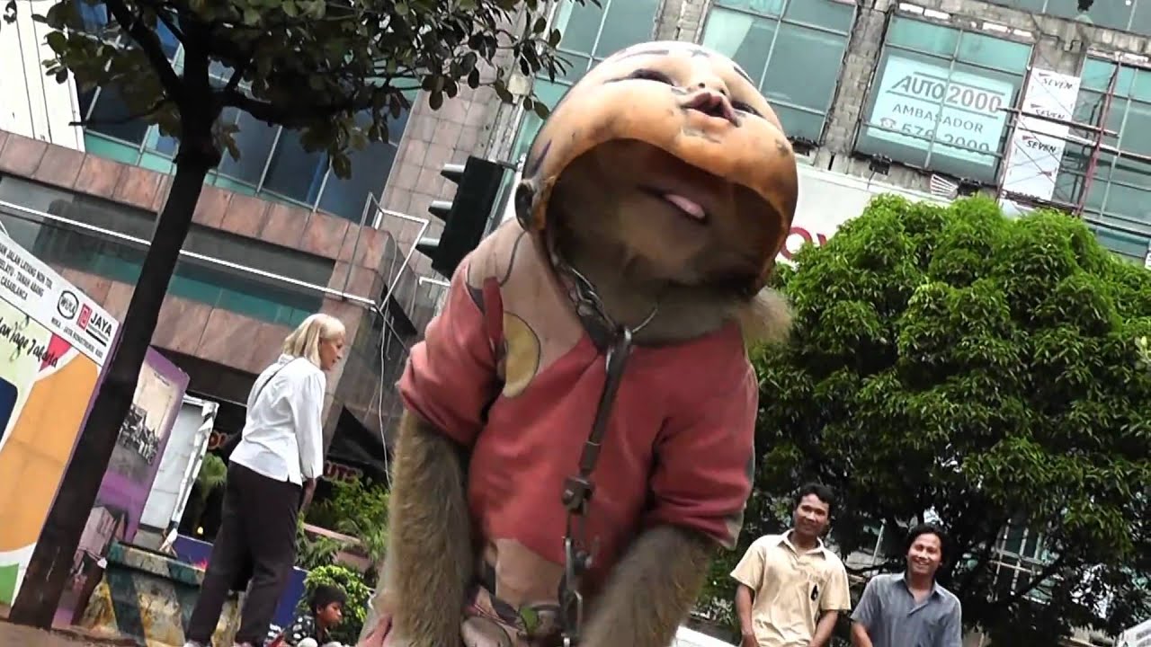 Street Begging Monkey Jakarta Indonesia - YouTube