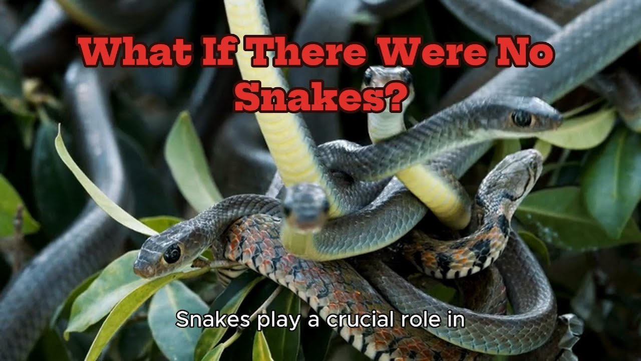 What If There Were No Snakes - YouTube