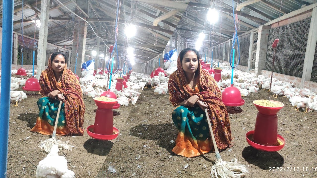 33 day broiler birds || niranjan poultry farm || broiler farm ...