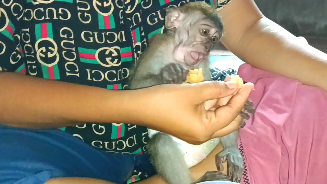 After eating, the monkey ray was pampered by mother who was so sweet ...